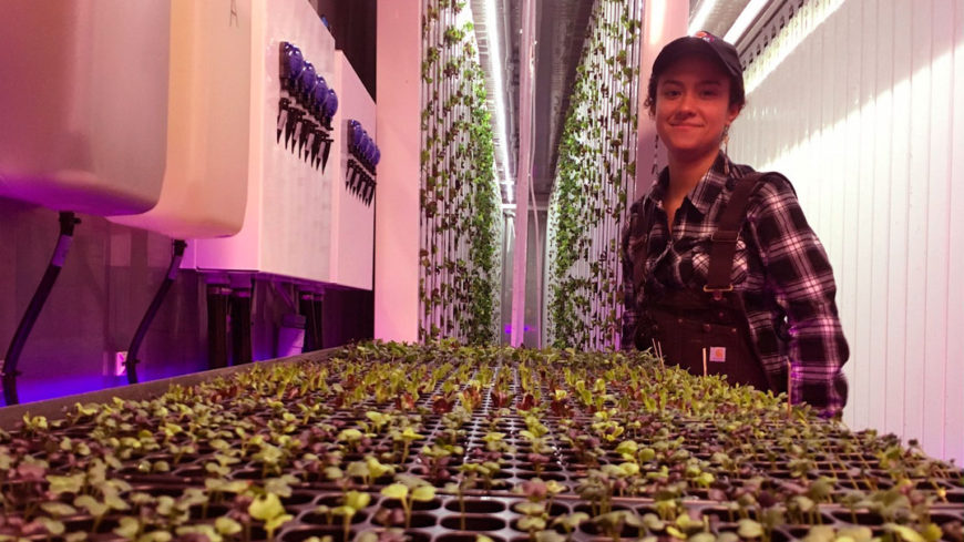 O projeto Square Roots está cultivando verduras em containers • InovaSocial