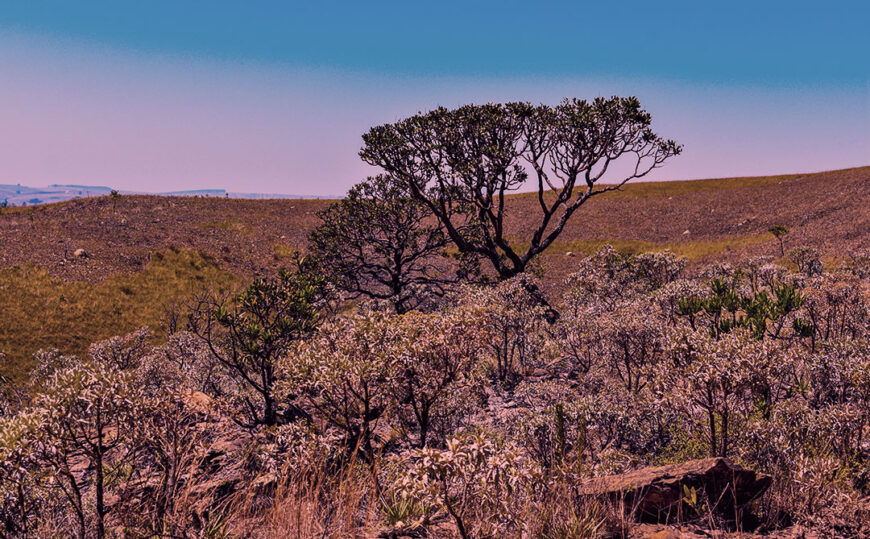 Acelera Cerrado quer fortalecer OSC para conservação do Cerrado brasileiro