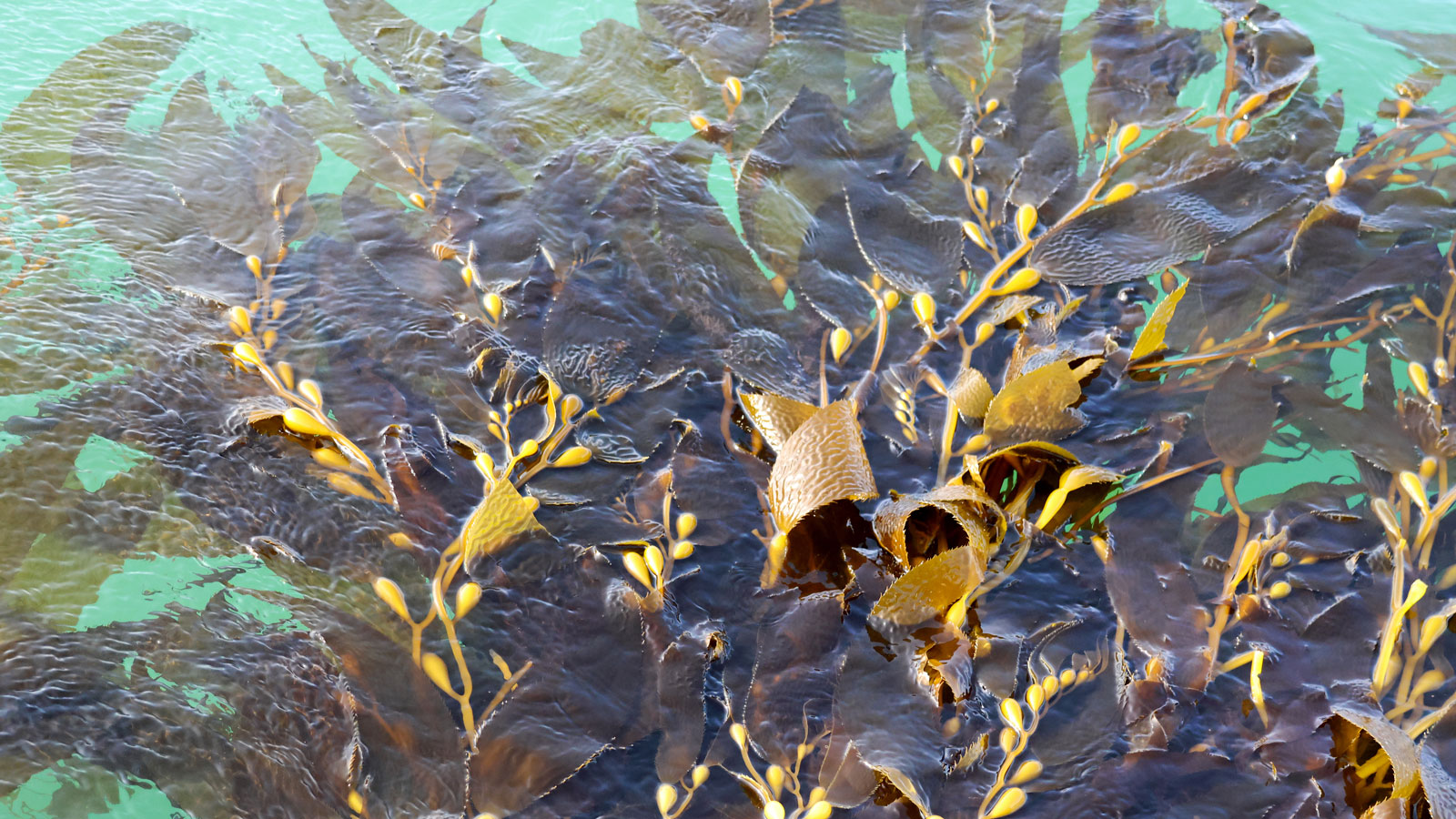Por que a Kelp Blue cultiva algas gigantes na Namíbia? • InovaSocial