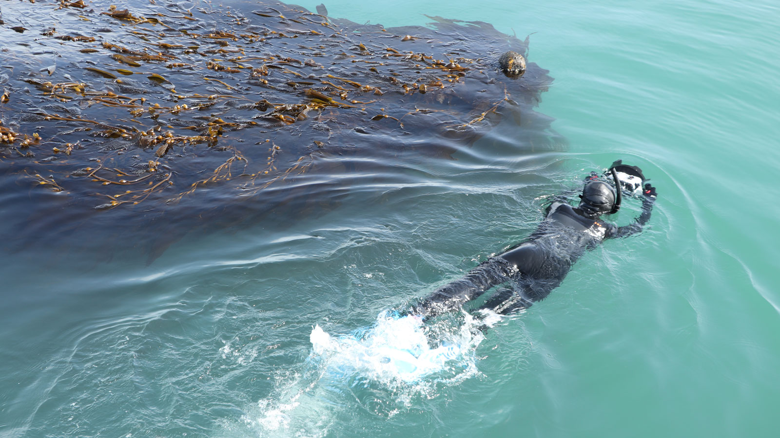 Por que a Kelp Blue cultiva algas gigantes na Namíbia? • InovaSocial