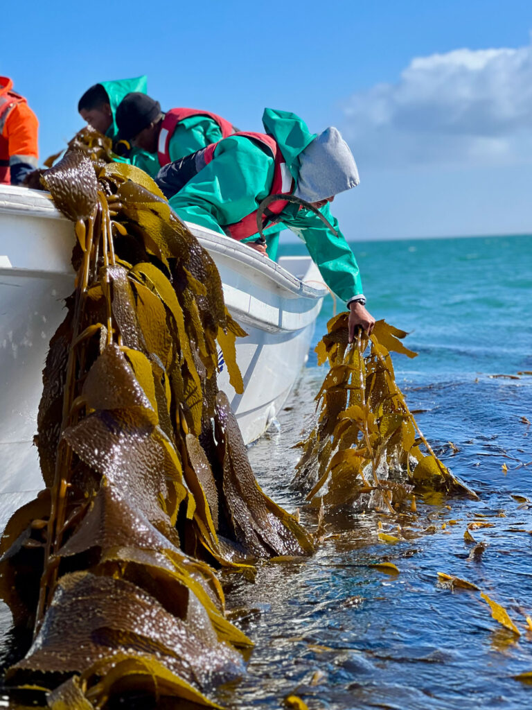 Por que a Kelp Blue cultiva algas gigantes na Namíbia? • InovaSocial